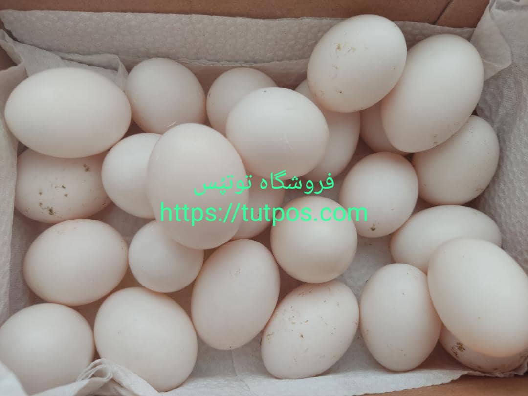 تخم کبوتر ( بسته ۱۵ تایی ) – توتپُس